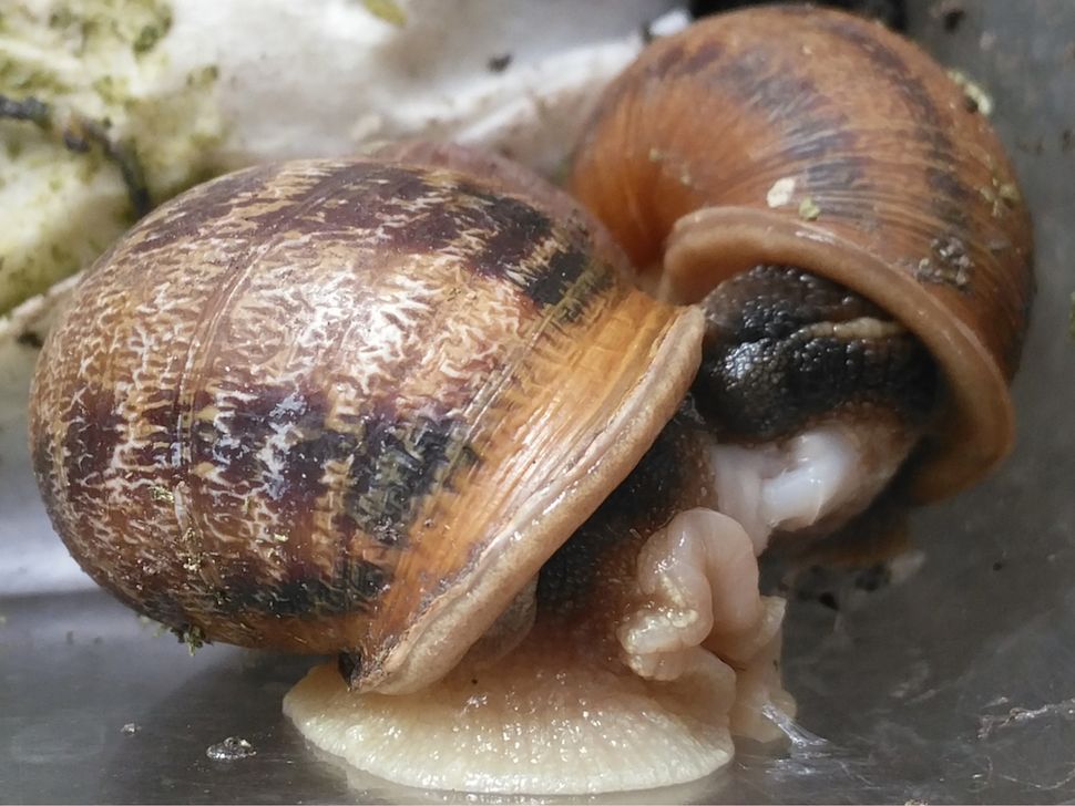 Photos: 'Lefty'-Shelled Snails Have 'Righty' Babies | Live Science