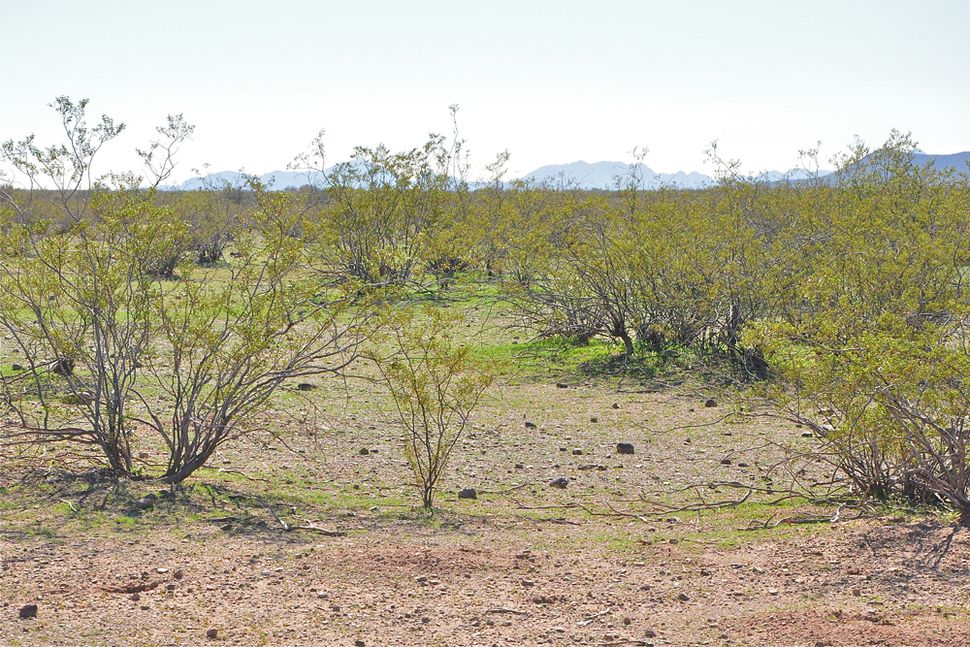 Creosote Bushes Photos | Desert Plants & Flora | Live Science