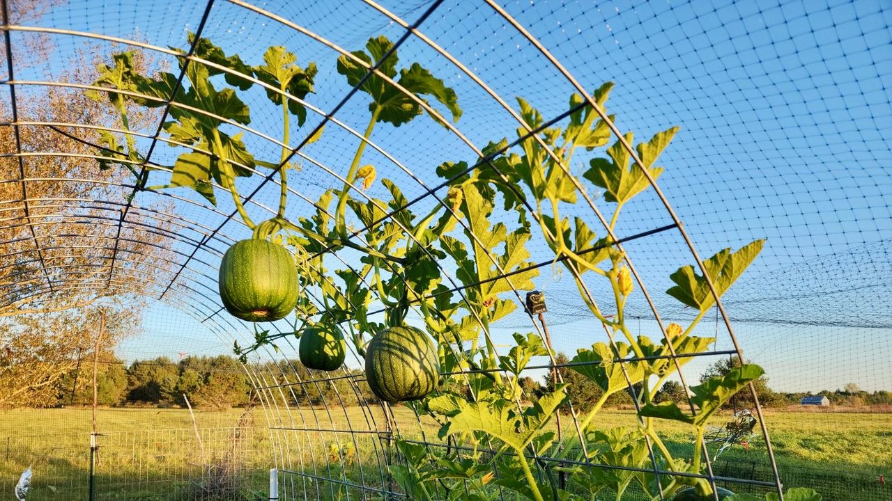 This trick for growing pumpkins vertically will triple your space ...