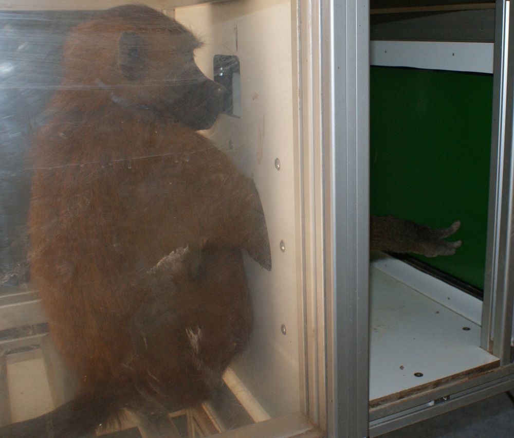 6 Brainy Baboons Pick Words from Gibberish | Live Science