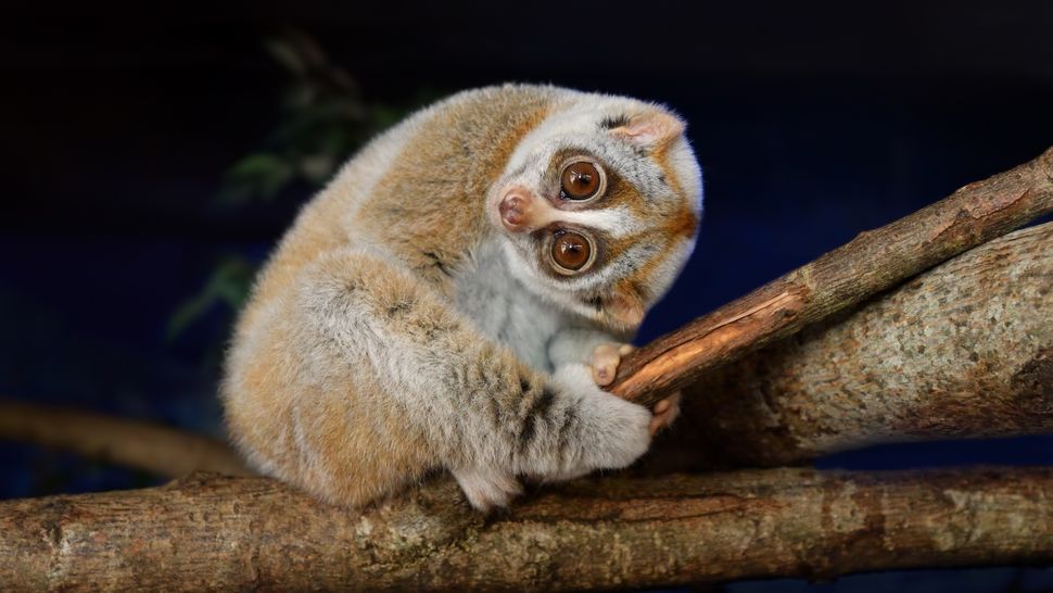 What is the world's slowest animal? | Live Science