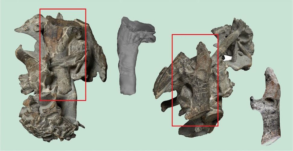 Giant Penguin: This Ancient Bird Was As Tall As a Refrigerator | Live ...