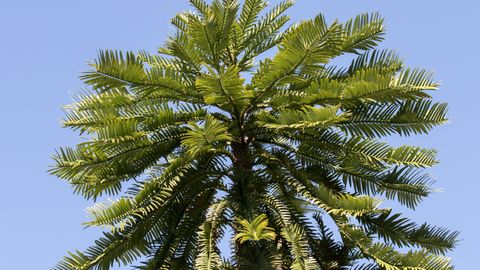 'Living fossil' tree frozen in time for 66 million years being planted ...