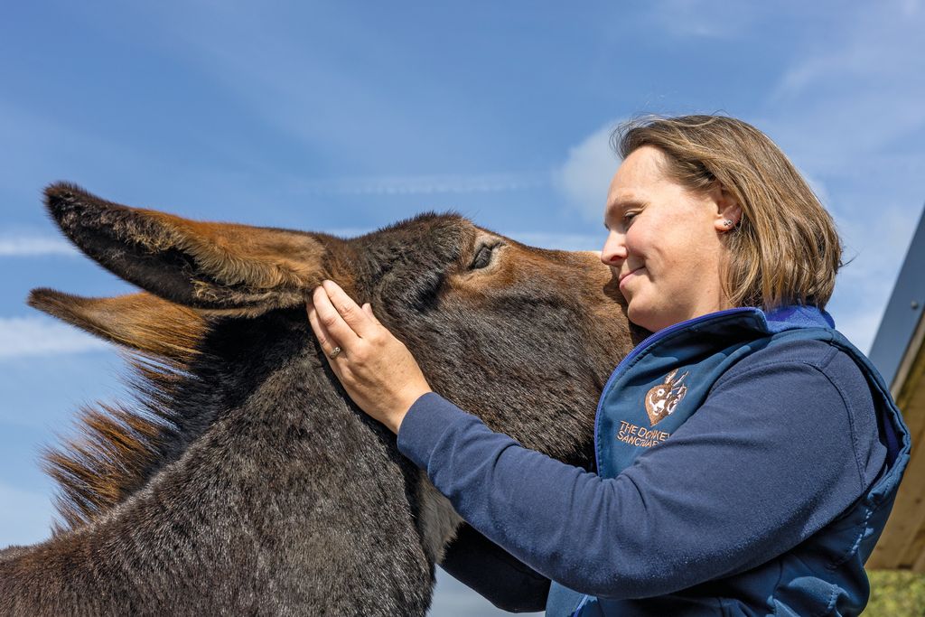 'Intelligent, calm, cautious and thoughtful': Why donkeys keep charming ...