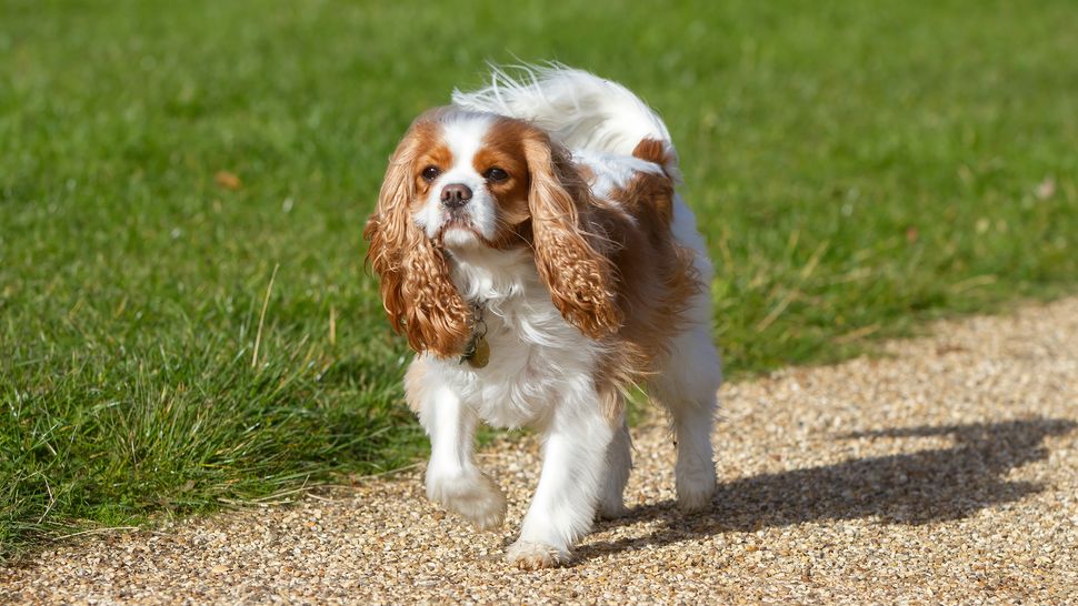 32 much-loved British dog breeds and their histories | PetsRadar