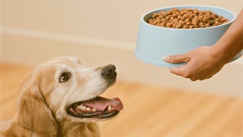 What's in kibble and why do animals find it so tasty? | PetsRadar