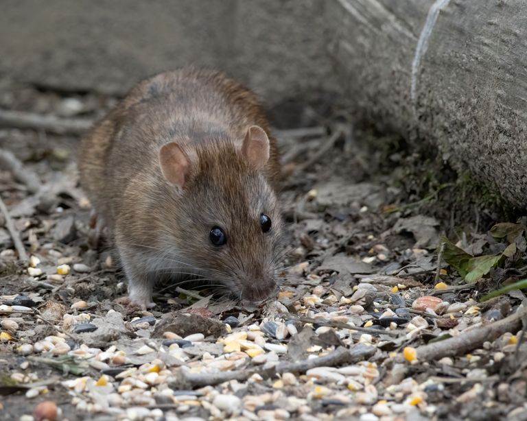 Watch Out for These 5 Pests Sneaking Into Your Home in Fall | Gardening ...