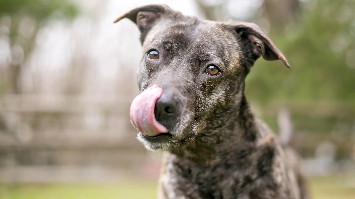 10 signs a dog is stressed | PetsRadar