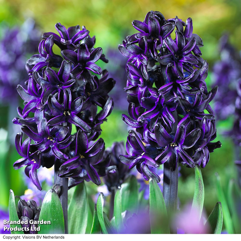 When to plant hyacinth bulbs – don't miss the window | Ideal Home