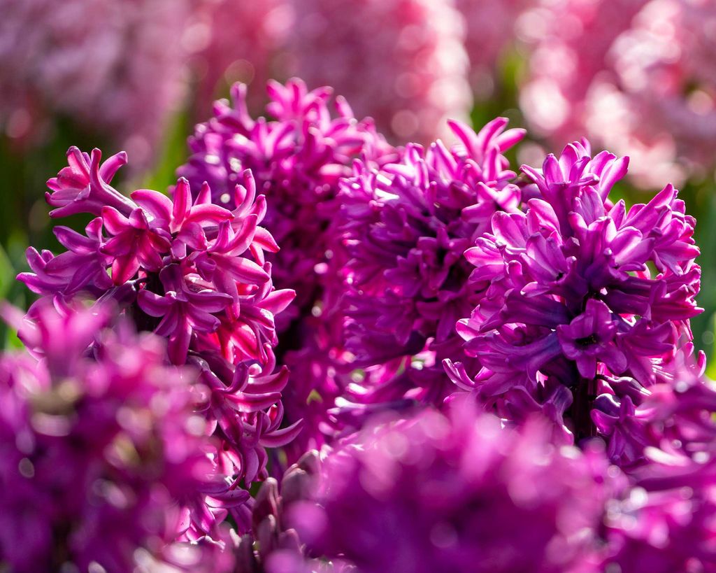 How and when to plant hyacinth bulbs: easy tips for a gorgeous spring ...