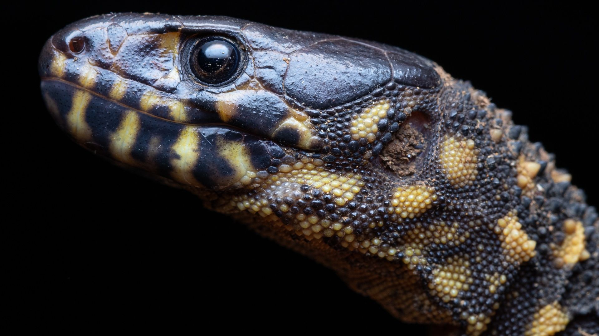 Night lizards survived dinosaur-killing asteroid strike despite living ...
