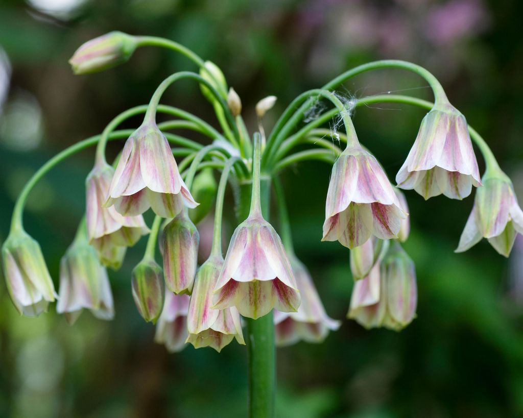 What to plant in September: our top 14 flowers to grow | Gardeningetc