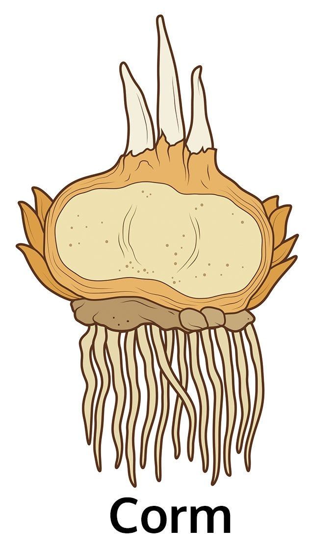 Bulb Plant Types: What Are The Different Types Of Bulbs | Gardening ...