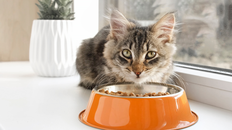 The best cat food for senior cats 2025 that will keep your older feline ...