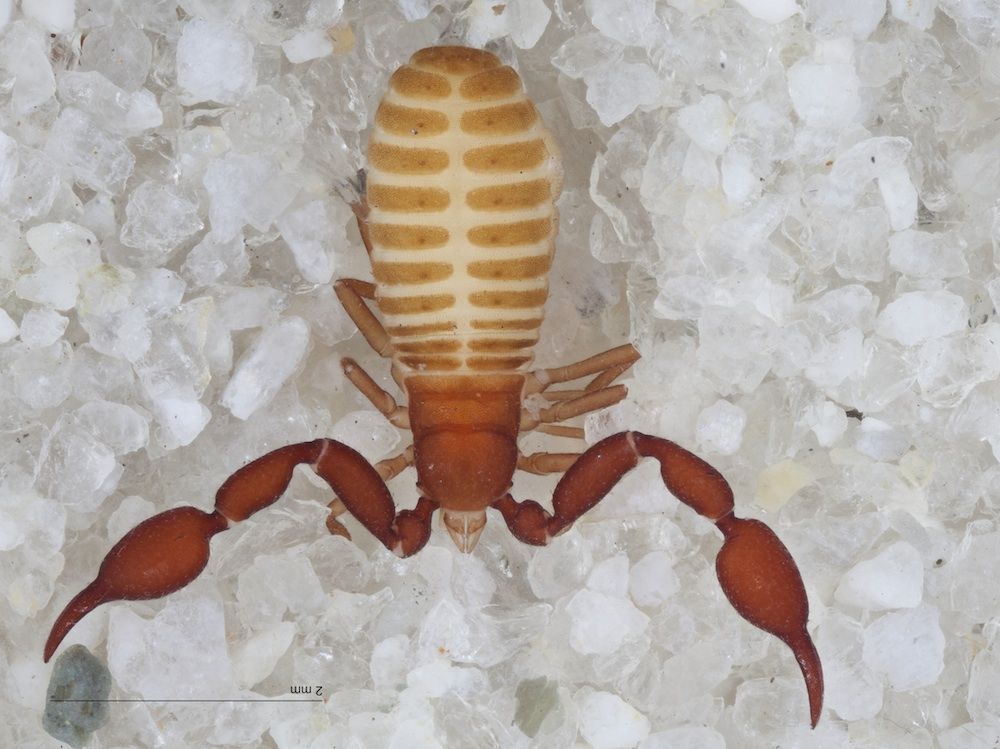 Two 'Pseudoscorpions' Discovered in Grand Canyon Cave | Live Science