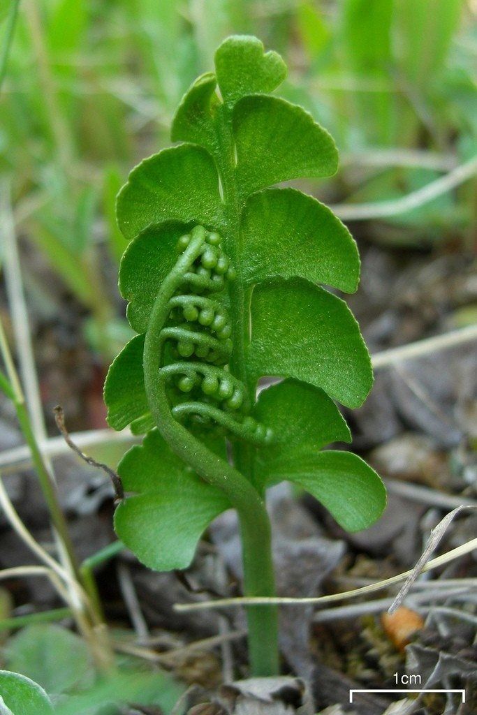 Common Moonwort Information - How To Grow Moonwort Ferns | Gardening ...