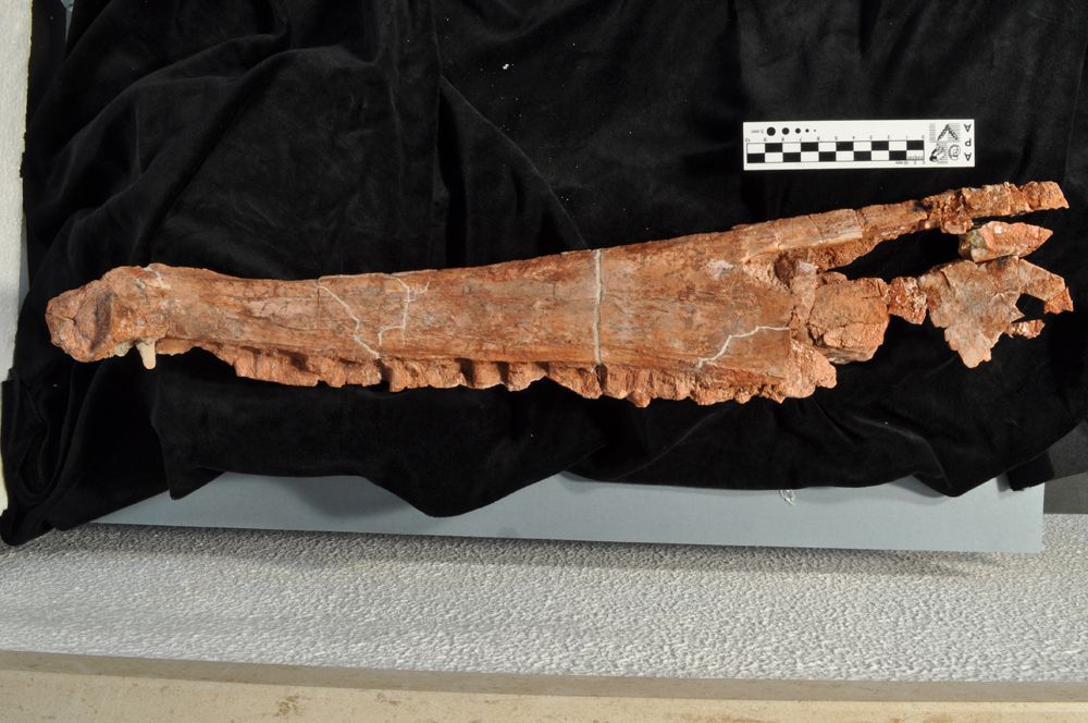 In Photos: Giant Amphibian Ruled Ancient Rivers | Live Science