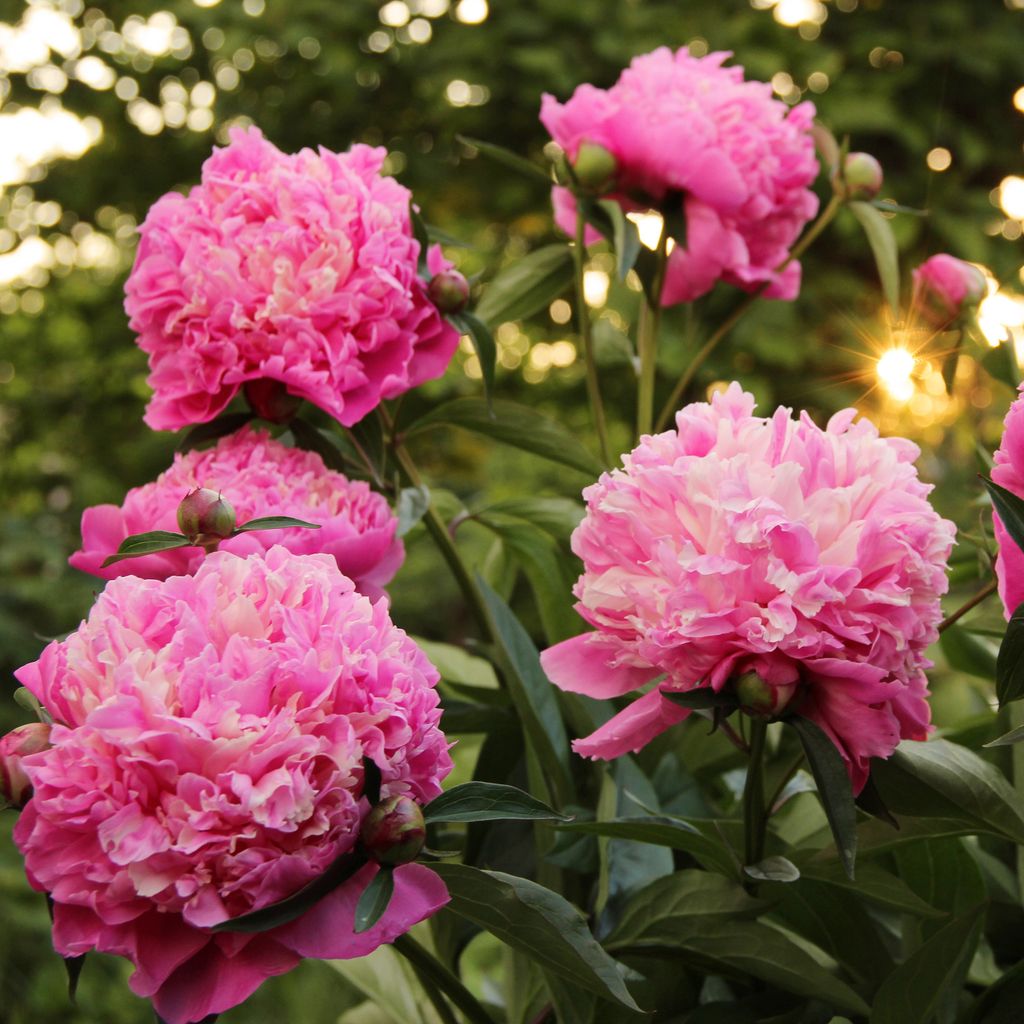 How to plant peony bulbs and why autumn is the prime time | Ideal Home