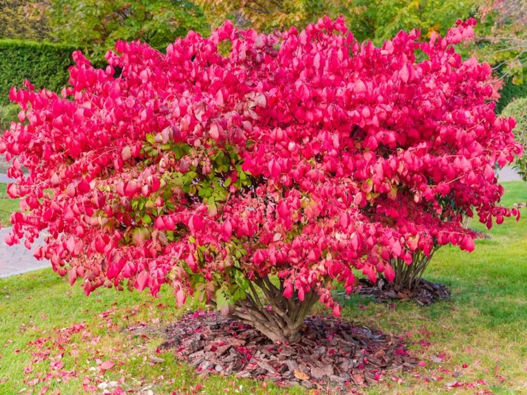 Can You Propagate Burning Bush - Tips On Rooting A Burning Bush ...