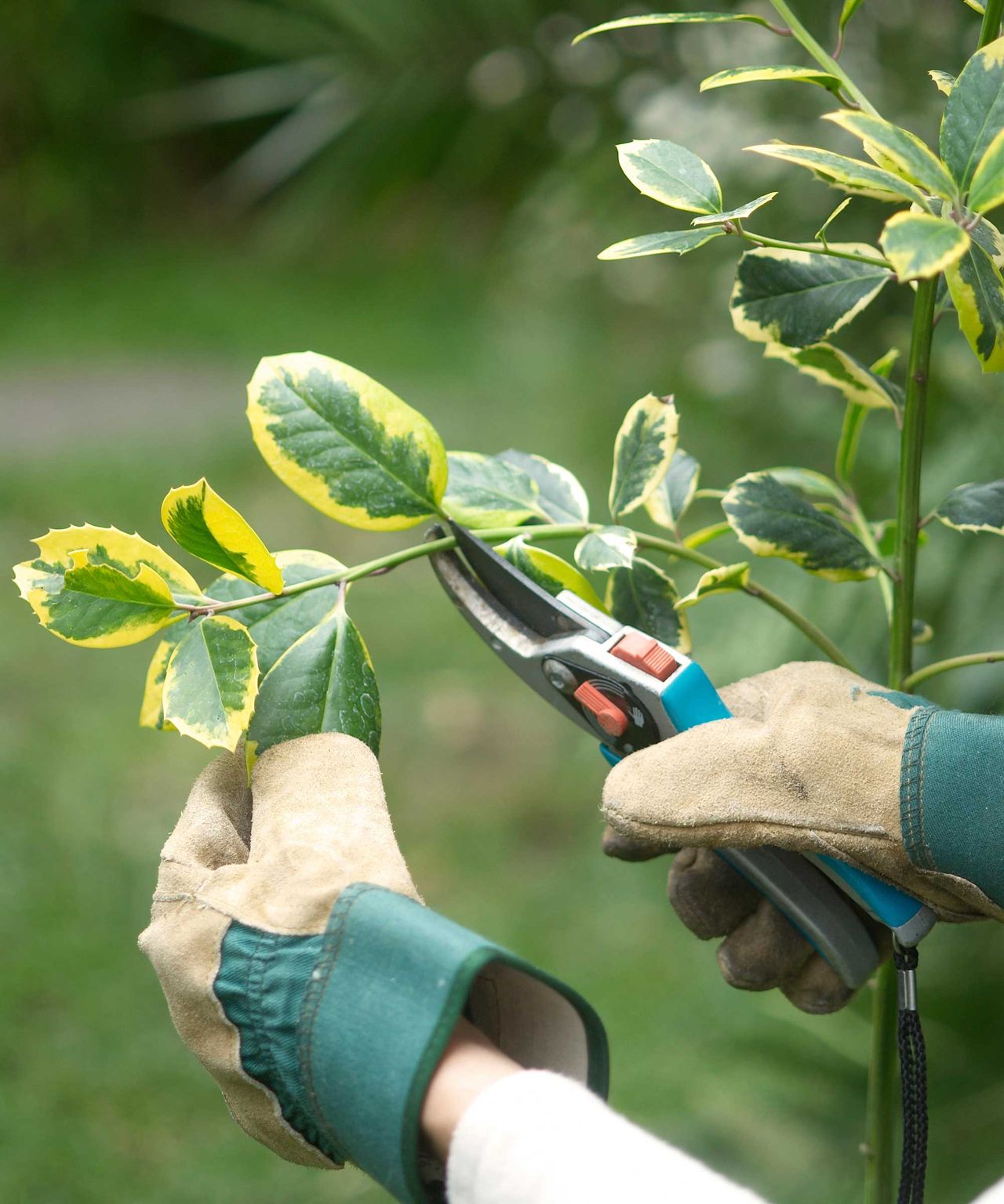 Holly care and growing guide: expert tips | Gardeningetc