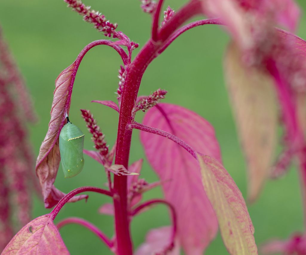 Found A Chrysalis In An Odd Place? How To Move A Chrysalis | Gardening ...