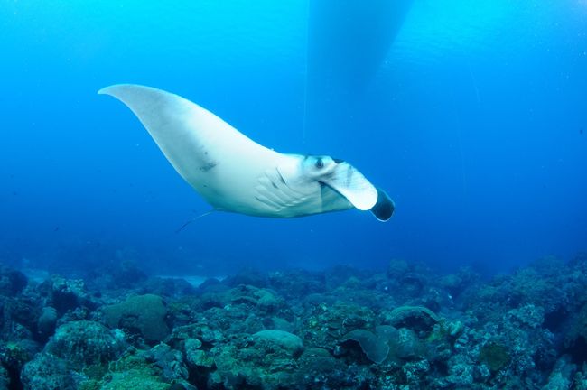 First-Known Nursery for Baby Manta Rays Discovered Off Texas Coast ...