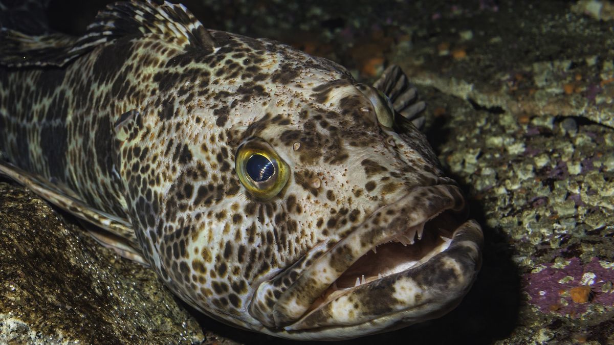 This fish has 555 teeth … and it loses 20 every day | Live Science