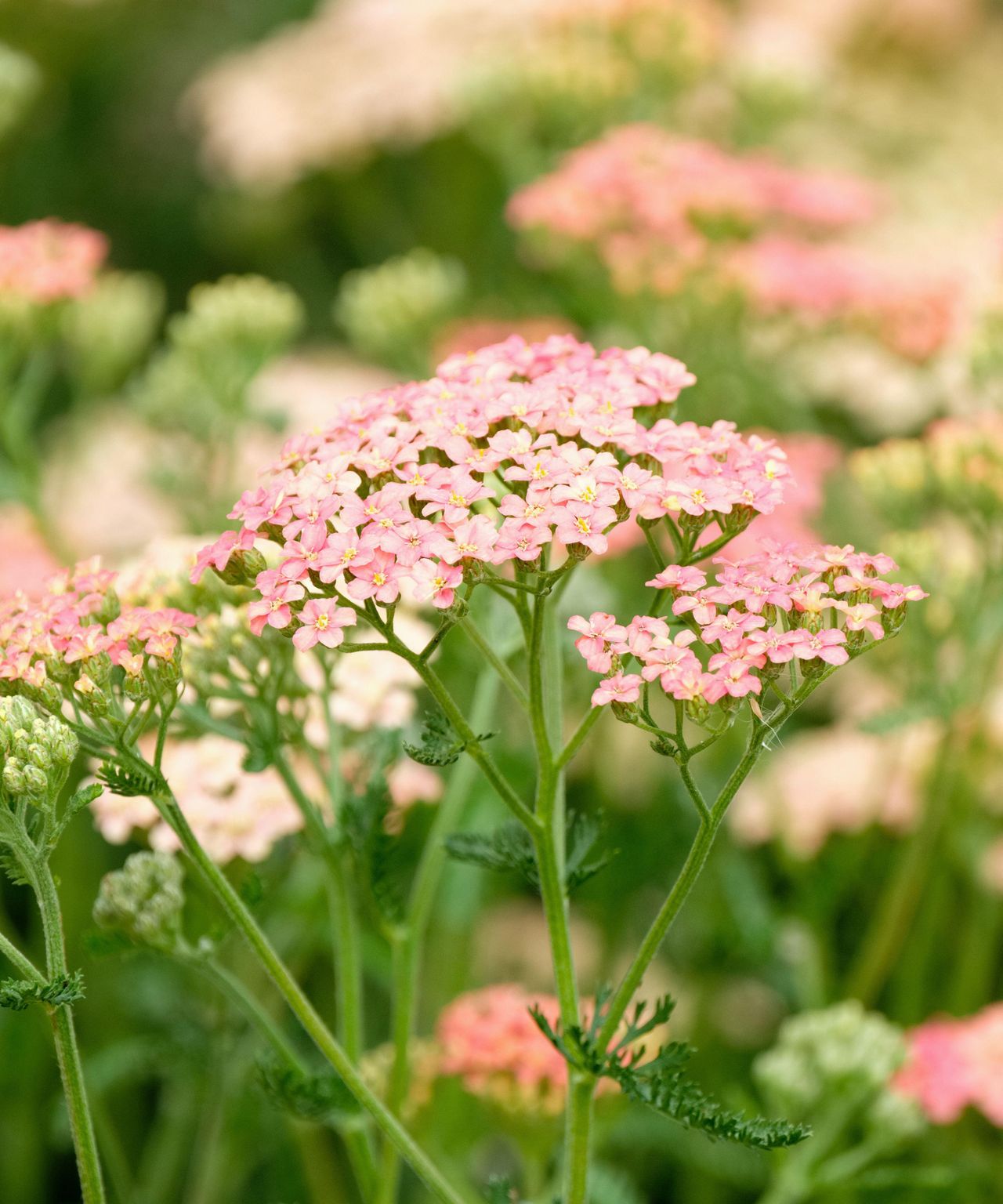 Edible weeds: 15 unexpectedly tasty plants you can eat | Gardeningetc