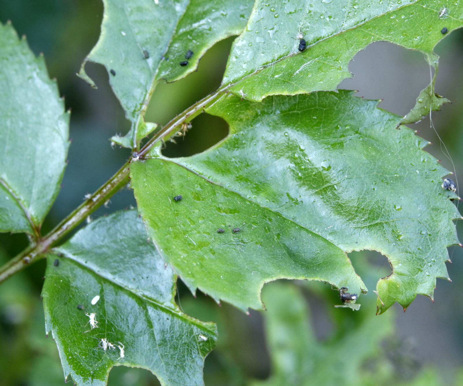 Rose pests: expert tips to protect your plants | Homes and Gardens
