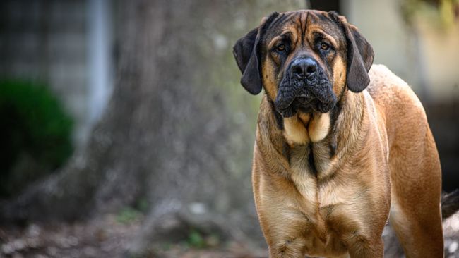 11 different types of Mastiff breeds from across the world | PetsRadar