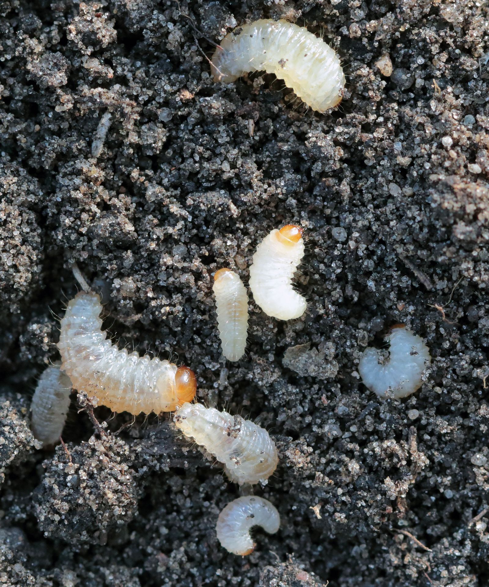 What are beneficial nematodes and how to use them | Homes and Gardens