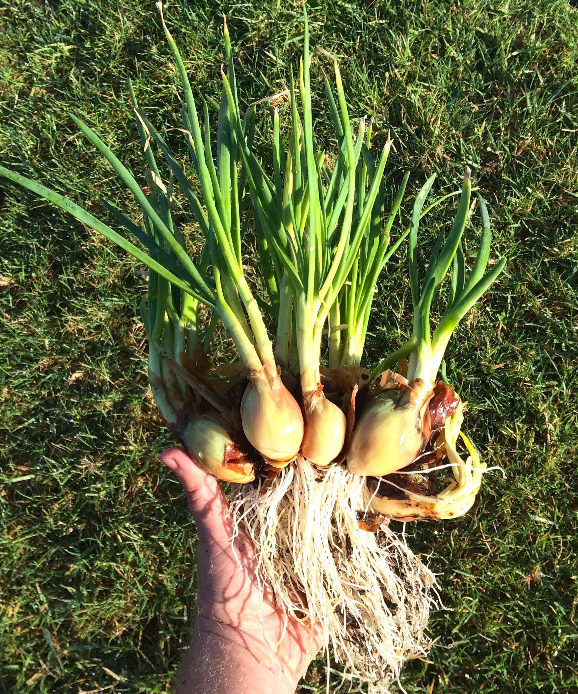 Perennial onions: the alternative to traditional onions | Homes and Gardens