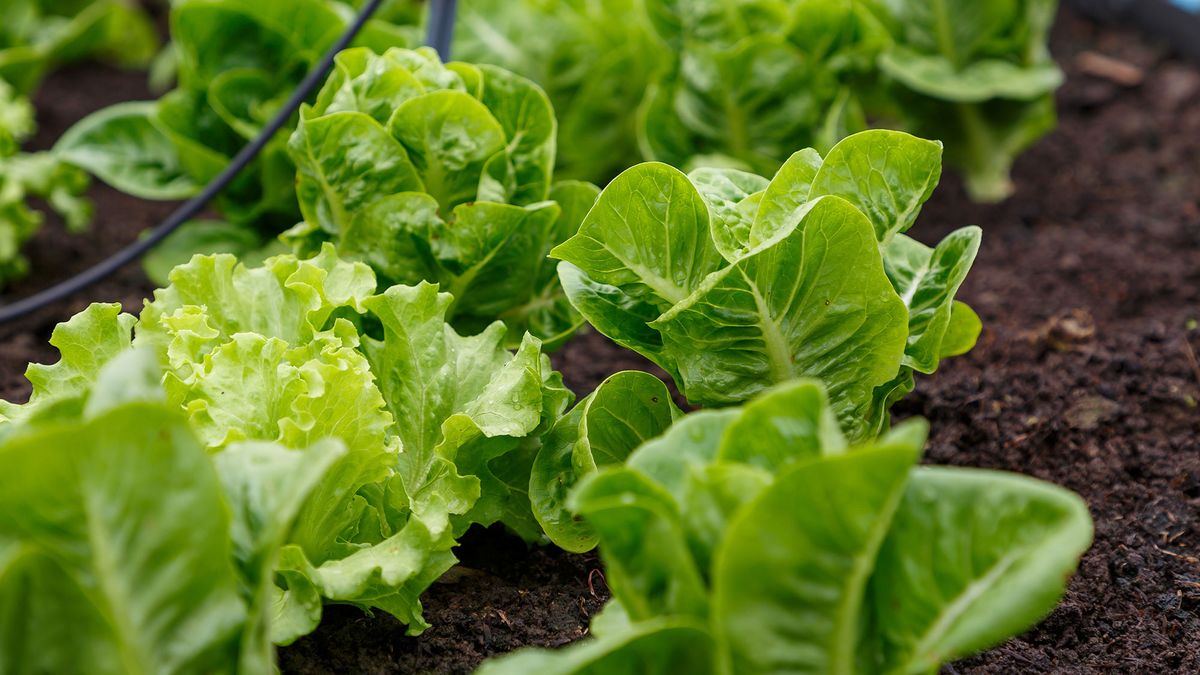 5 vegetable crops to grow in May for a homegrown harvest | Tom's Guide