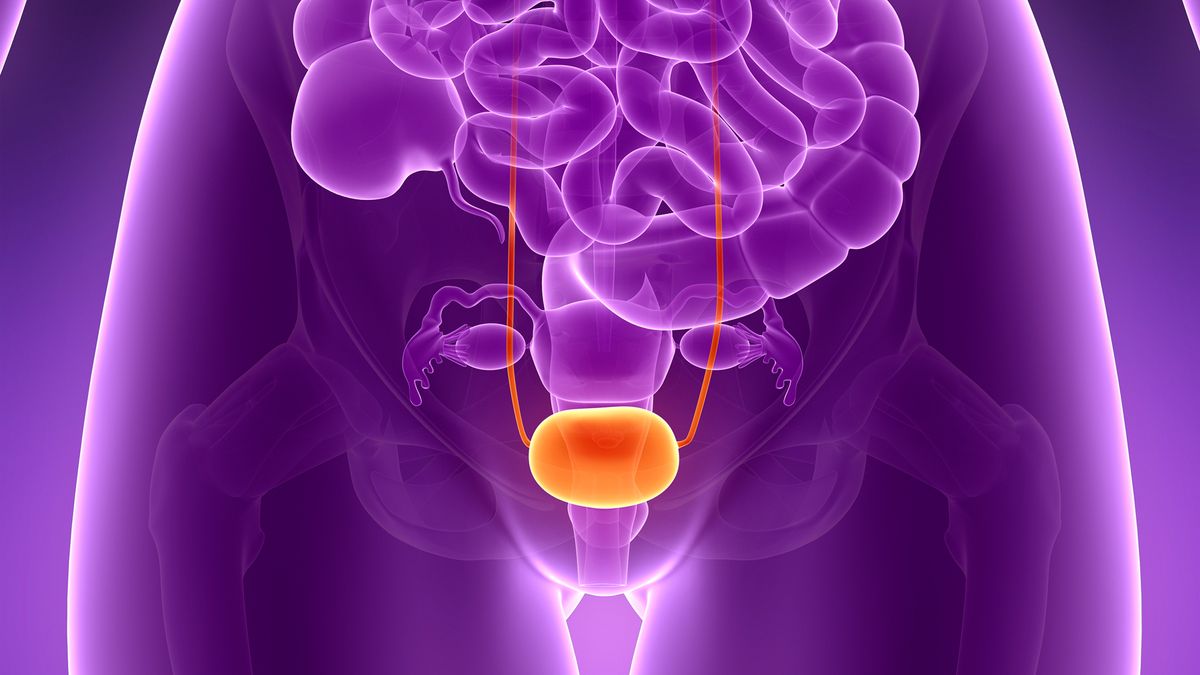 Bladder Facts Function Diseases Live Science Bladder Facts Function Diseases Live Science