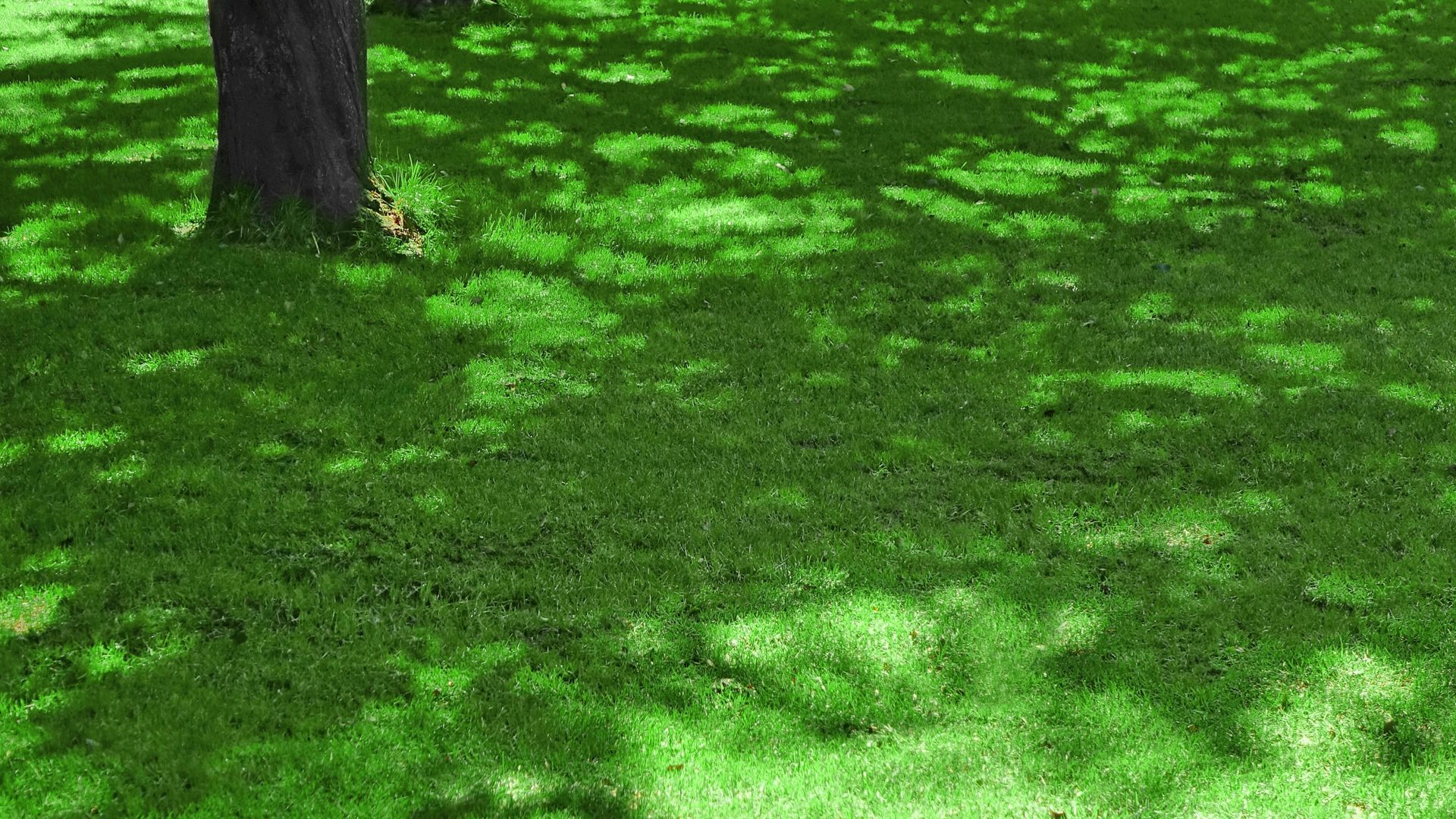 How to get grass to grow in the shade — 3 expert tips | Tom's Guide