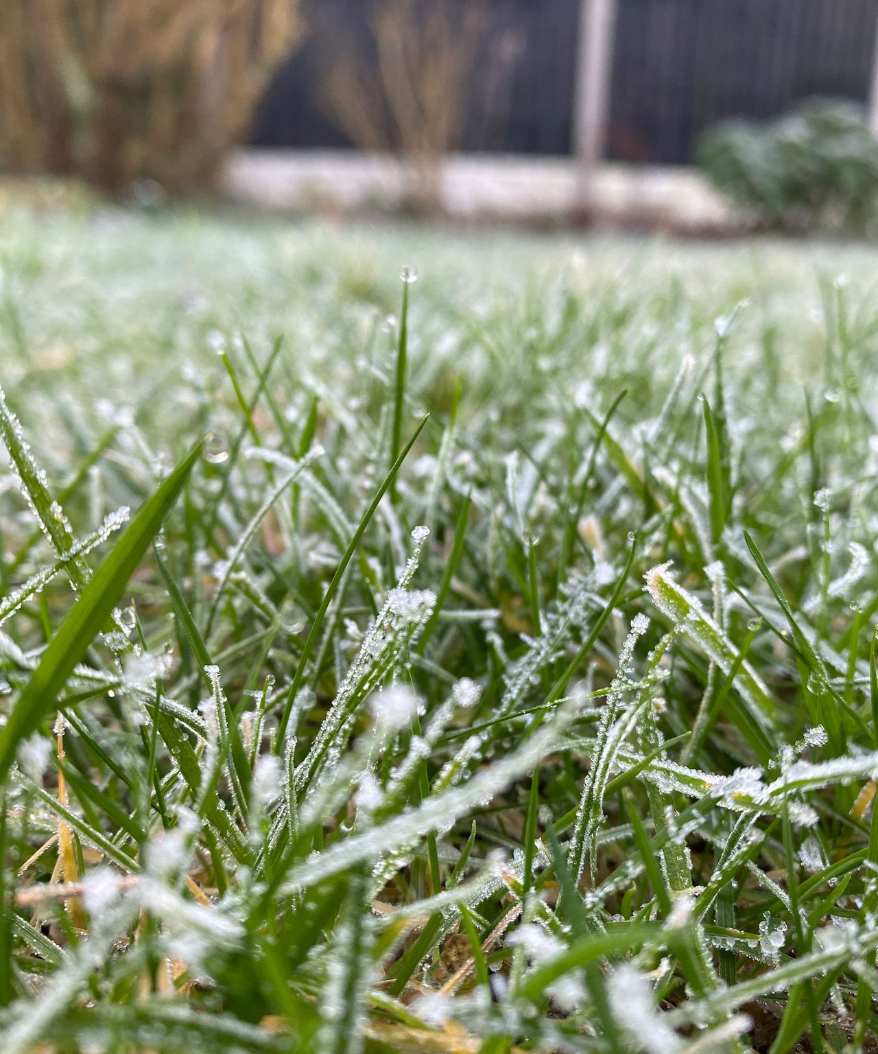 Will grass seed grow after a frost? Expert cold weather tips | Homes ...