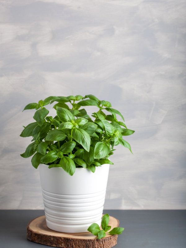 Tips & Information about Basil | Gardening Know How