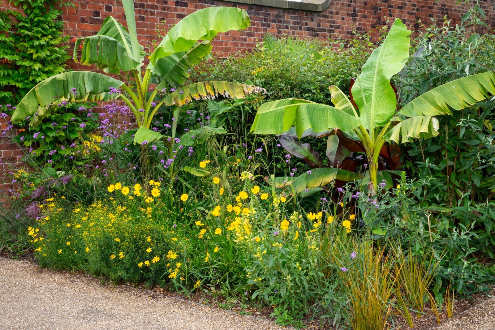 How to protect banana plants in winter: an expert guide | Woman & Home