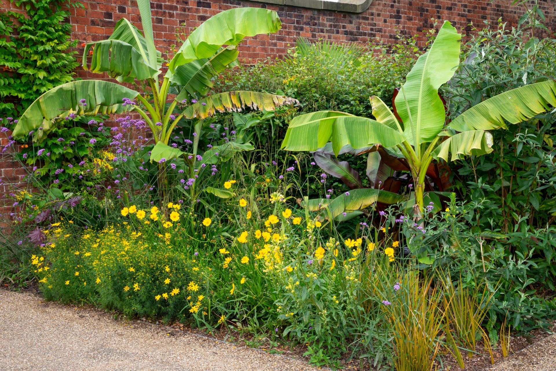 How to protect banana plants in winter: an expert guide | Woman & Home