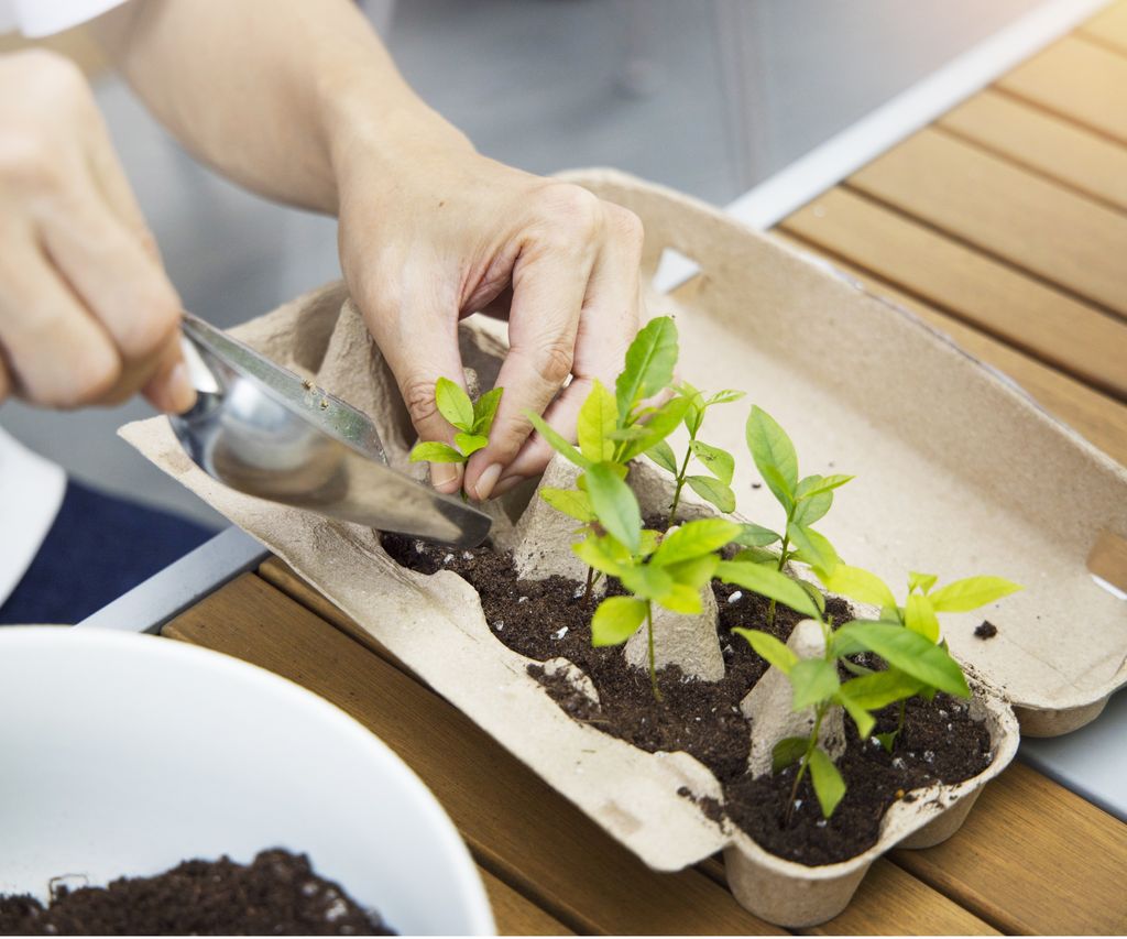DIY seed tray ideas: 5 ideas for seed germination | Homes and Gardens