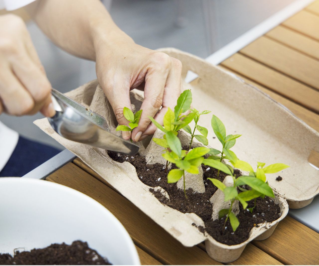 DIY seed tray ideas: 5 ideas for seed germination | Homes and Gardens