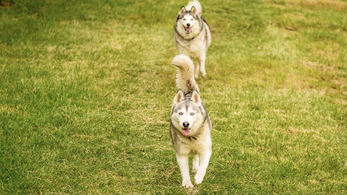 What are the best dogs for runners? | Advnture