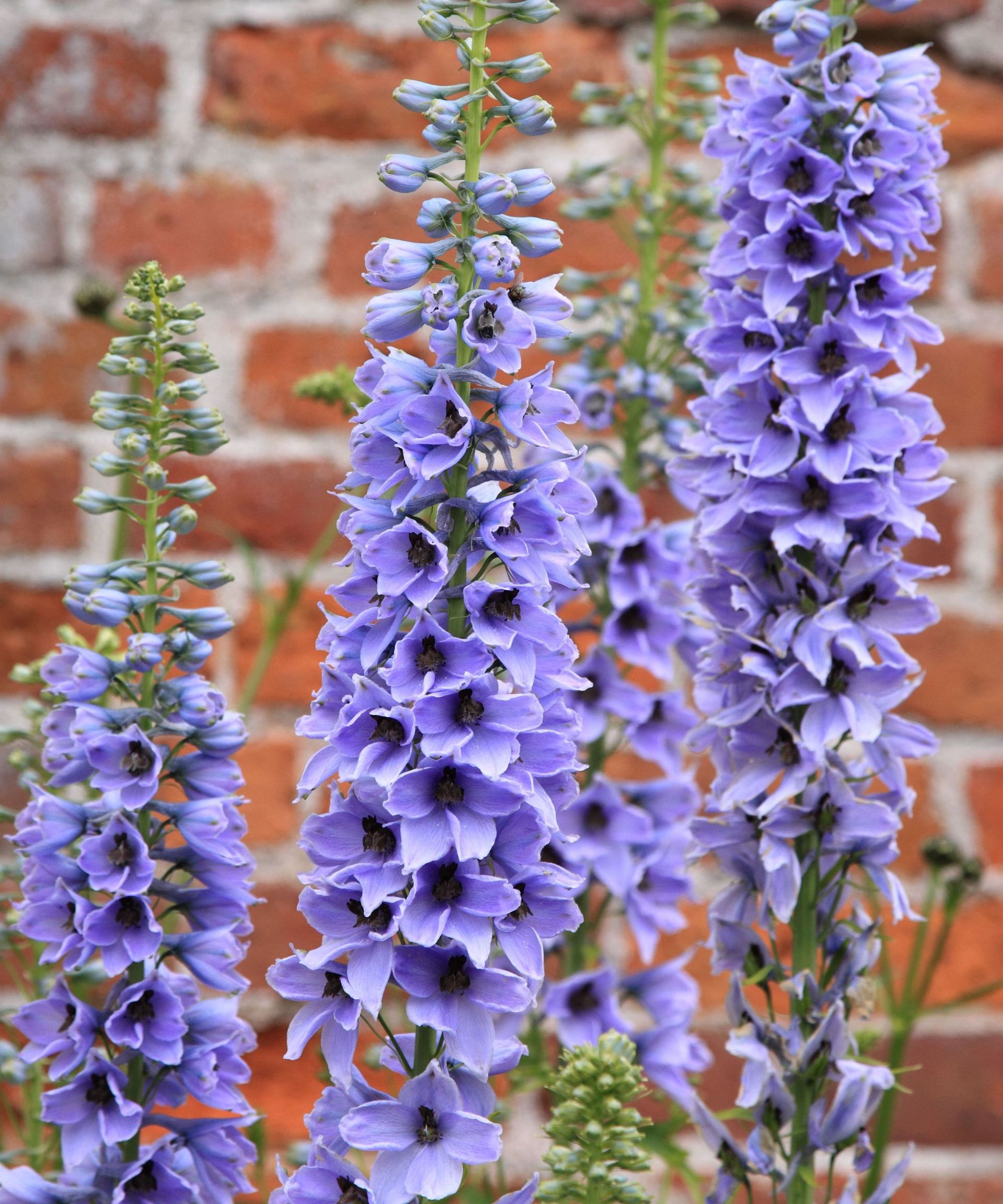 King Charles' favorite flower is revealed: Delphiniums | Homes and Gardens