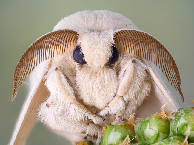 7 Things You Don't Know About Moths, But Should | Live Science