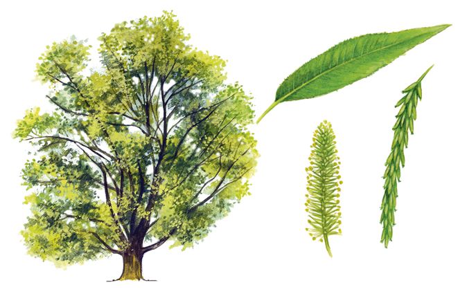 A simple guide to identifying British trees | Country Life