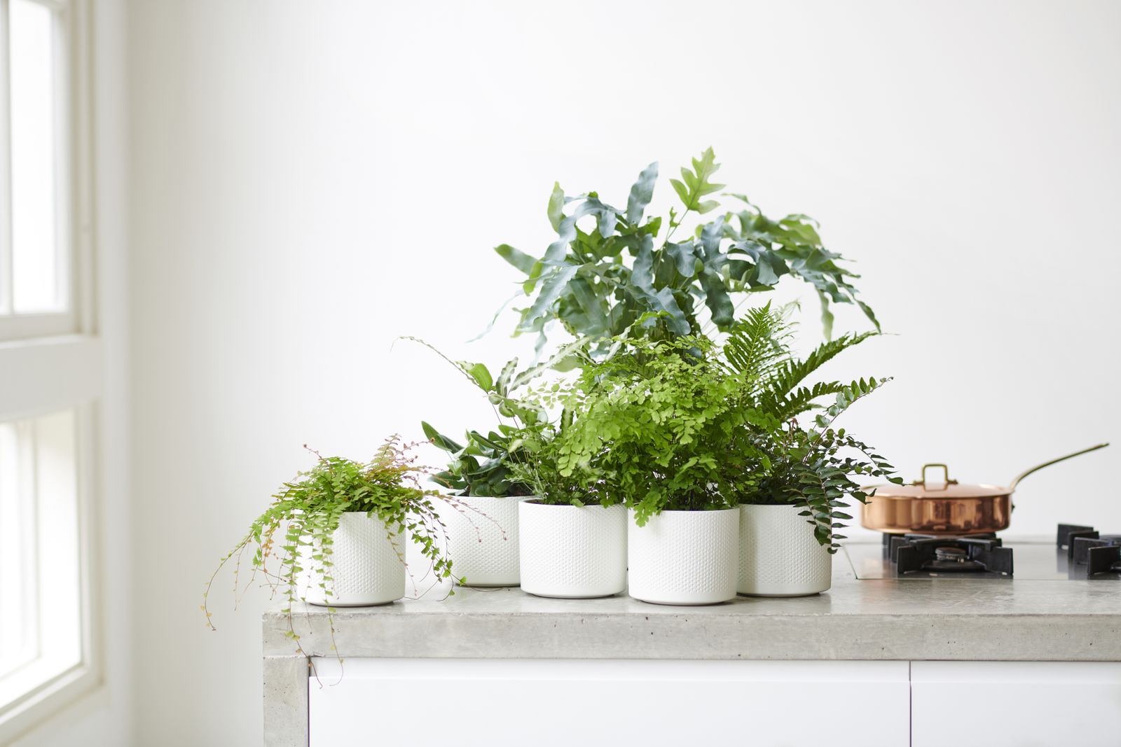 Where to Buy Houseplants — 6 Places to Look Online for Indoor Plants ...