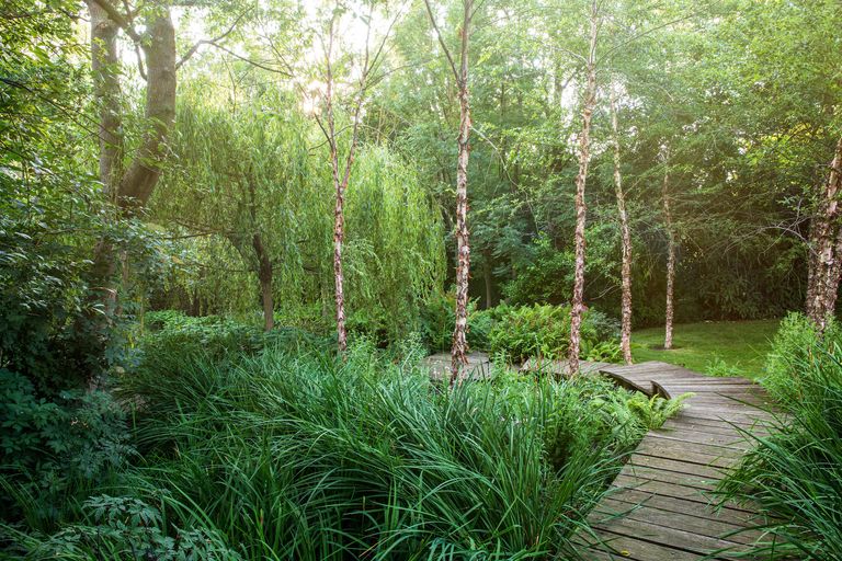 Woodland garden ideas: give your yard a leafy canopy | Homes and Gardens