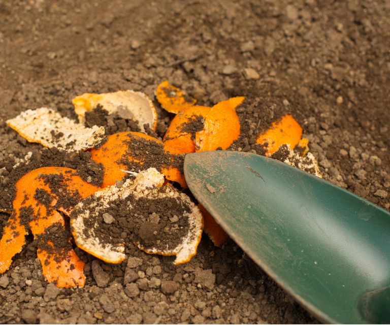 Are orange peels good for plants? Experts reveal all | Homes and Gardens