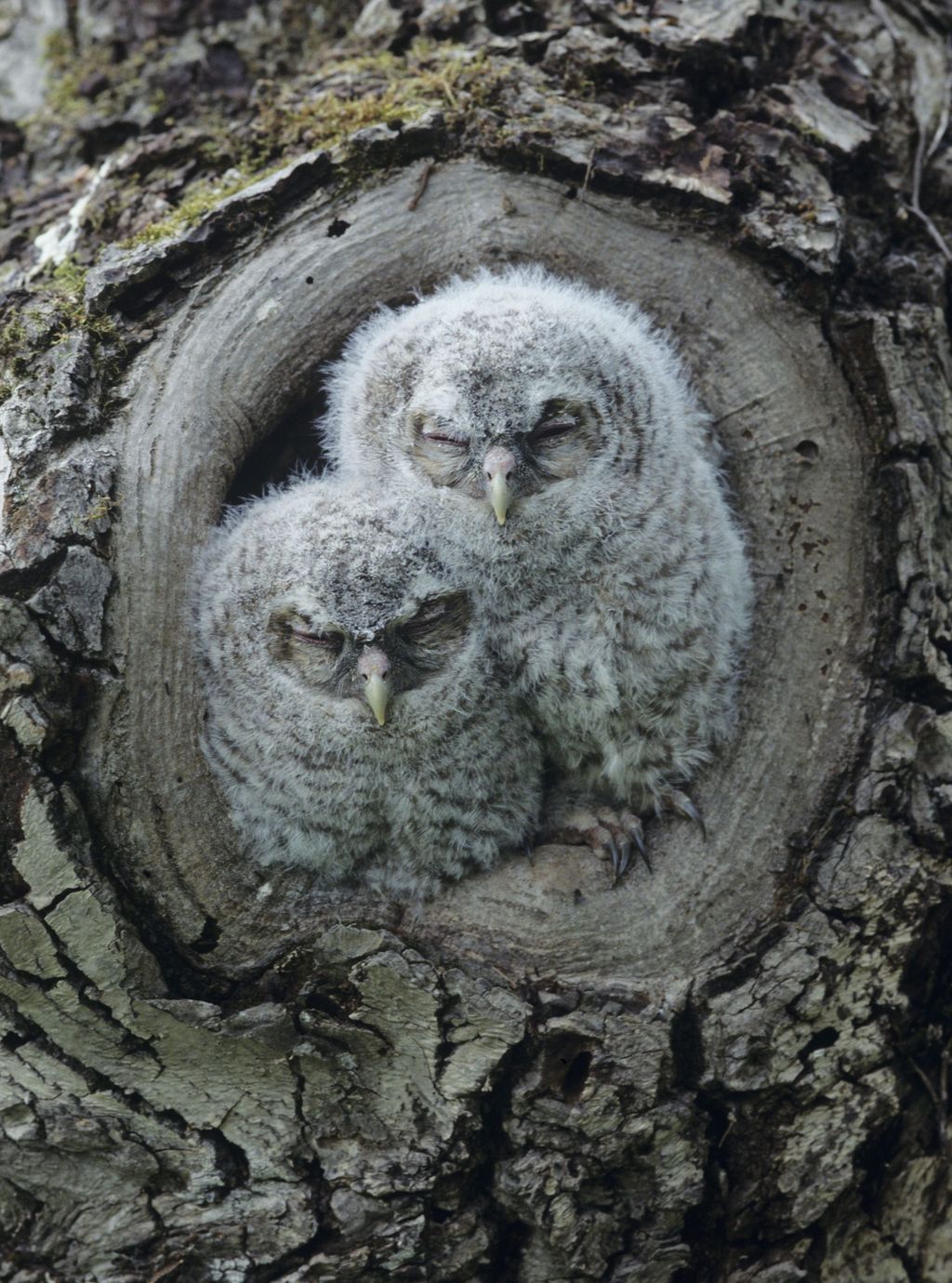 Spring Baby Animals | Woman & Home