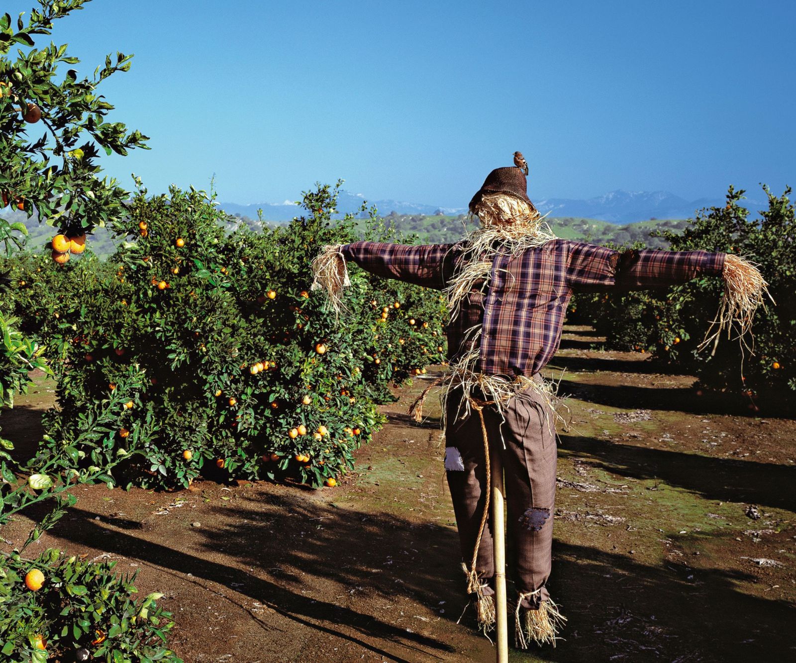 How to keep chickens safe from garden predators | Homes and Gardens